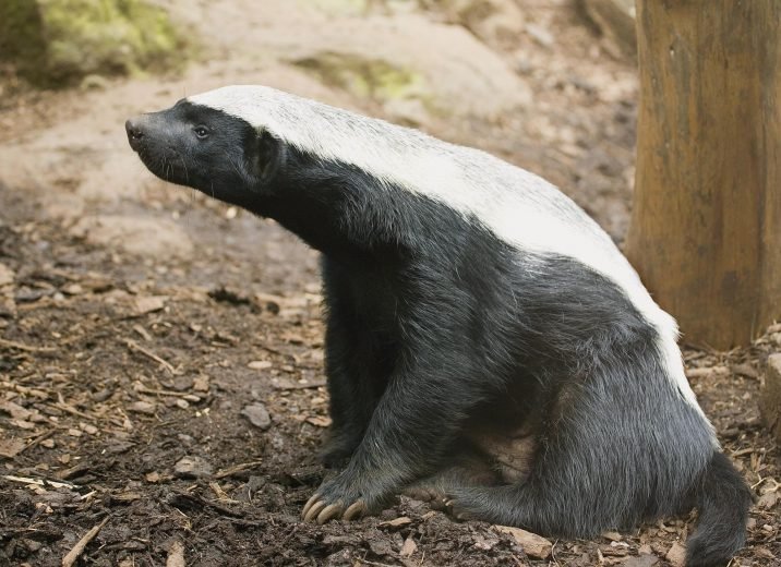 11 Most Powerful Animals in the World - Booboone.com