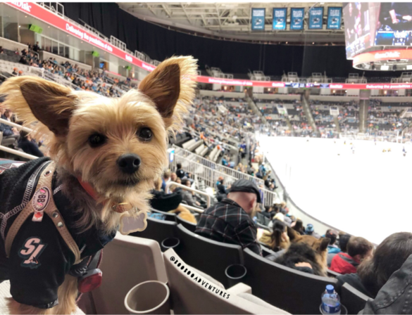 Dog Friendly Hockey Games – 2024 / 2025 Season - Booboone.com