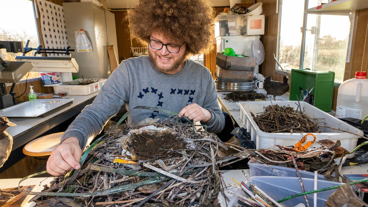 Plastic ‘fossils’ help scientists reconstruct the history of bird nests ...