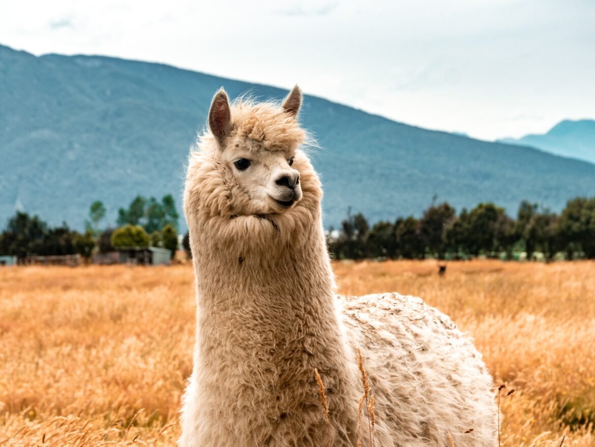 LLaMA in R with Keras and TensorFlow - Booboone.com